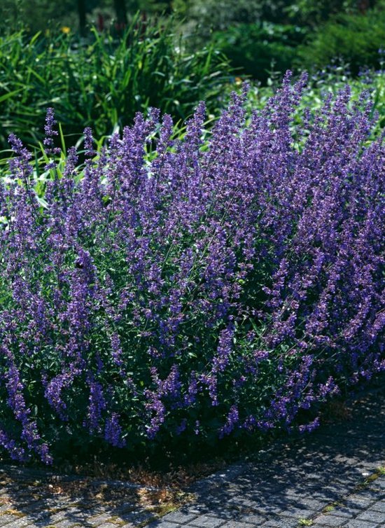 Set van 3 | Nepeta 'Six Hills Giant' - 0.7 liter pot | bol