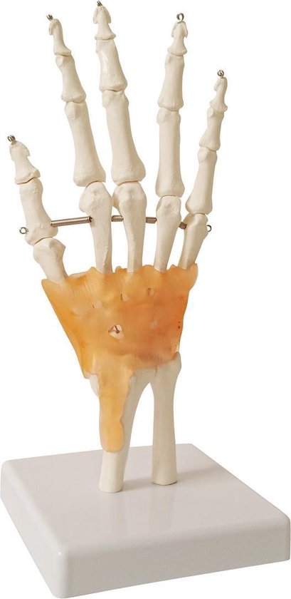 Le corps humain - modèle d'anatomie main / poignet | bol.com