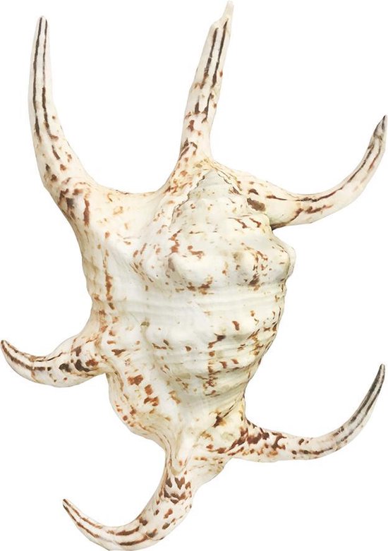 Zeeslak schelp | bol.com