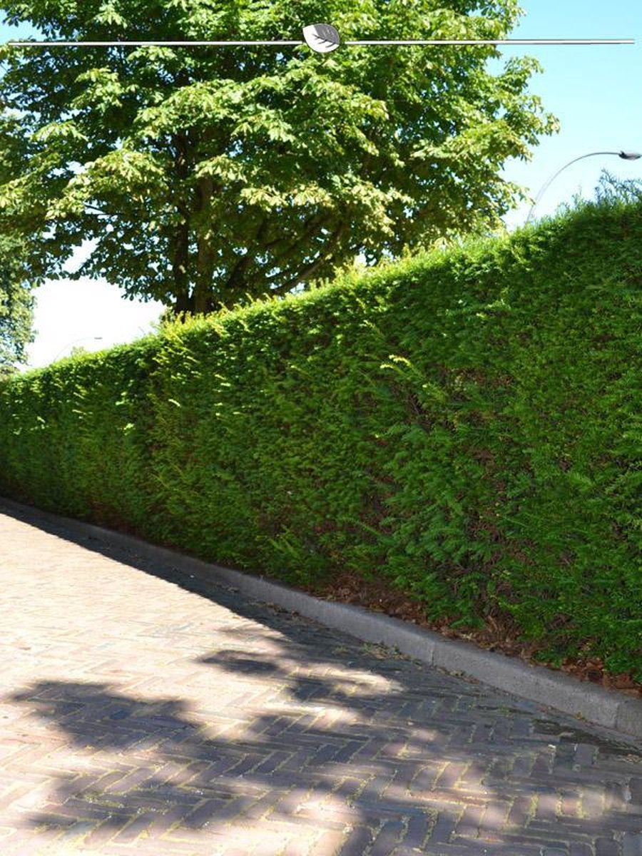 Venijnboom Taxus baccata 120-140 cm, 90x haagplant, incl. bezorging ...
