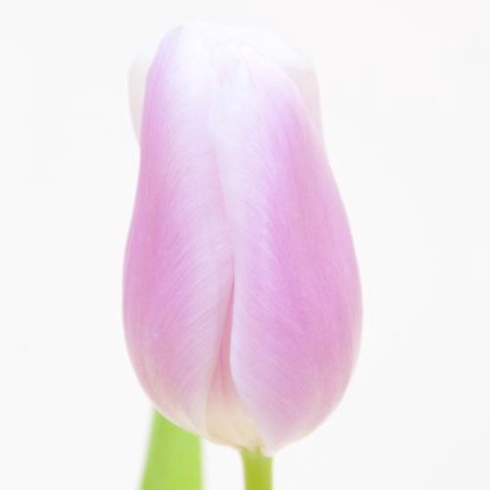 50x Tulipa gabrielle 30cm | bol