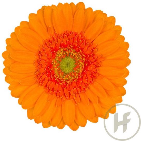 20x Germini max 70cm | bol