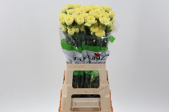 20x Dian.iliad 70cm | bol