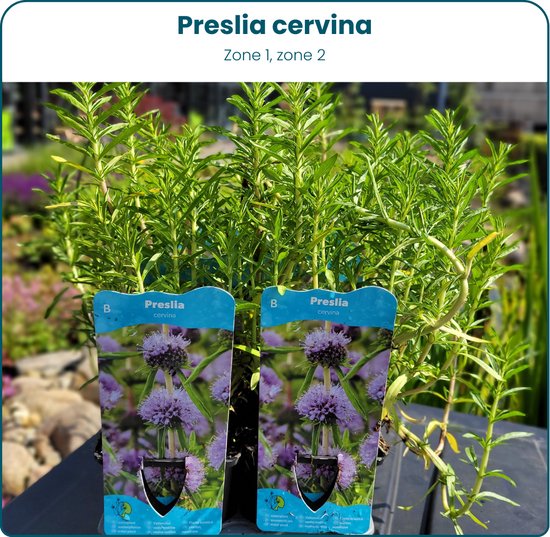 Aquabetta Vijver planten set LVP-012 - 6 vijverplanten - 3x Lobelia ...