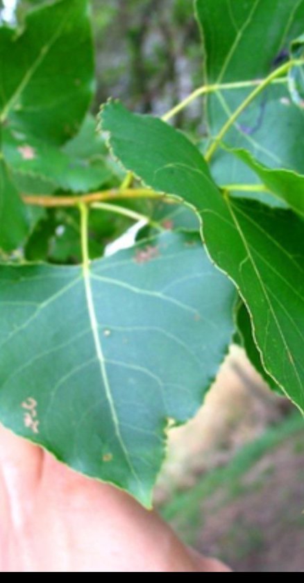 Populus canad. 'Robusta' - Canadapopulier, Canadese Populier 6/ 8 cm ...