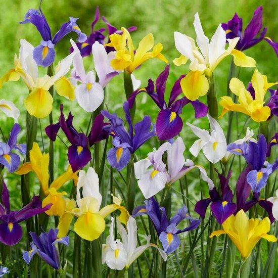 Iris - Budget Mix - Bloembollen - 50 stuks - Meerkleurig - Bloem bollen ...