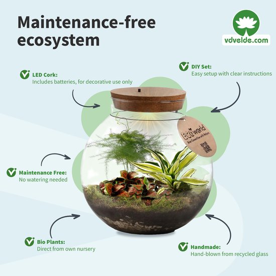 vdvelde.com - Mini Ecosysteem - Tropical Biodome - Planten in Glazen ...