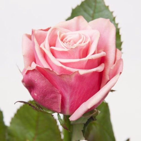 10x Rosa adele 70cm | bol