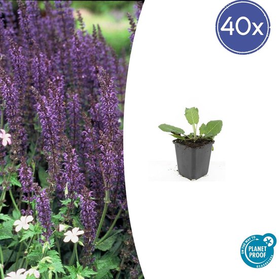 40 Tuinplanten met bloemen | Salvia nemorosa 'Mainacht' | Bloeiende borderplanten | bol