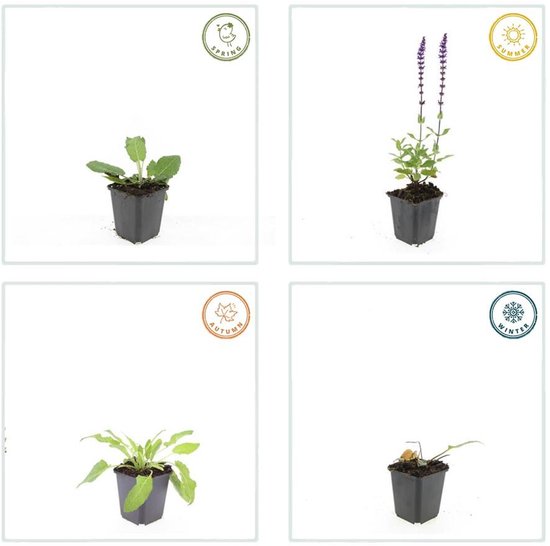 60x Bossalie - Blauwpaarse Bloemenpracht voor een Levendige Border | bol