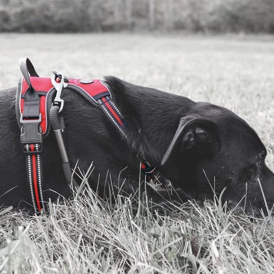 Hondenharnas verstelbaar en ademend - borstharnas gevoerd en reflecterend . | bol