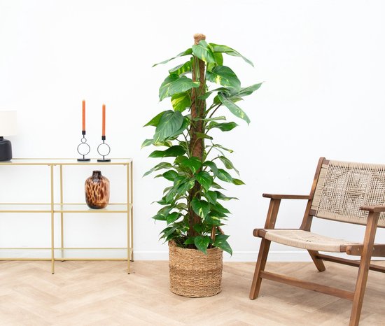 Epipremnum Pinnatum Variegata mosstok - 150cm | bol