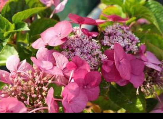 2 x Hydrangea 'Teller Red' (rood/rouge) - Hortensia 40- 60 cm in pot | bol
