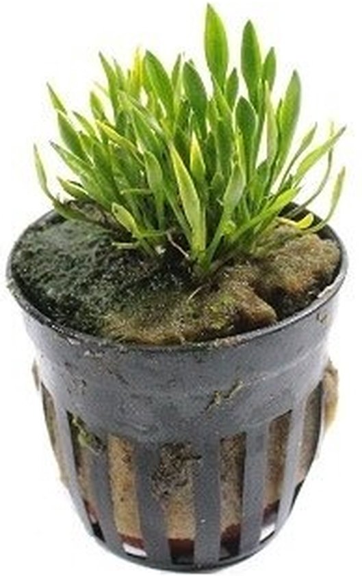 Moerings Cryptocoryne Parva in 5 cm pot | bol