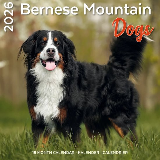 Berner Sennen Kalender 2026 | bol