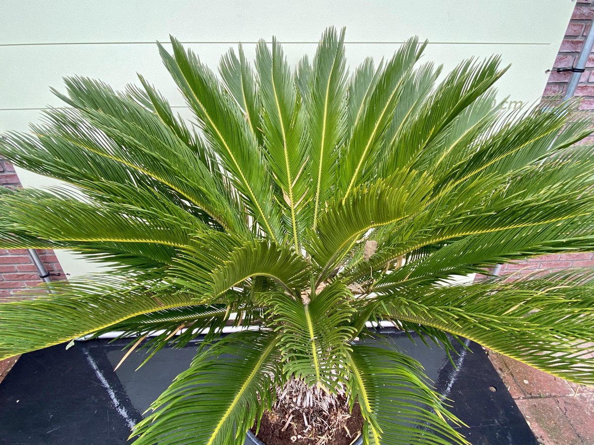Cycas Revoluta 120 / 140cm, palmier sagou | bol.com