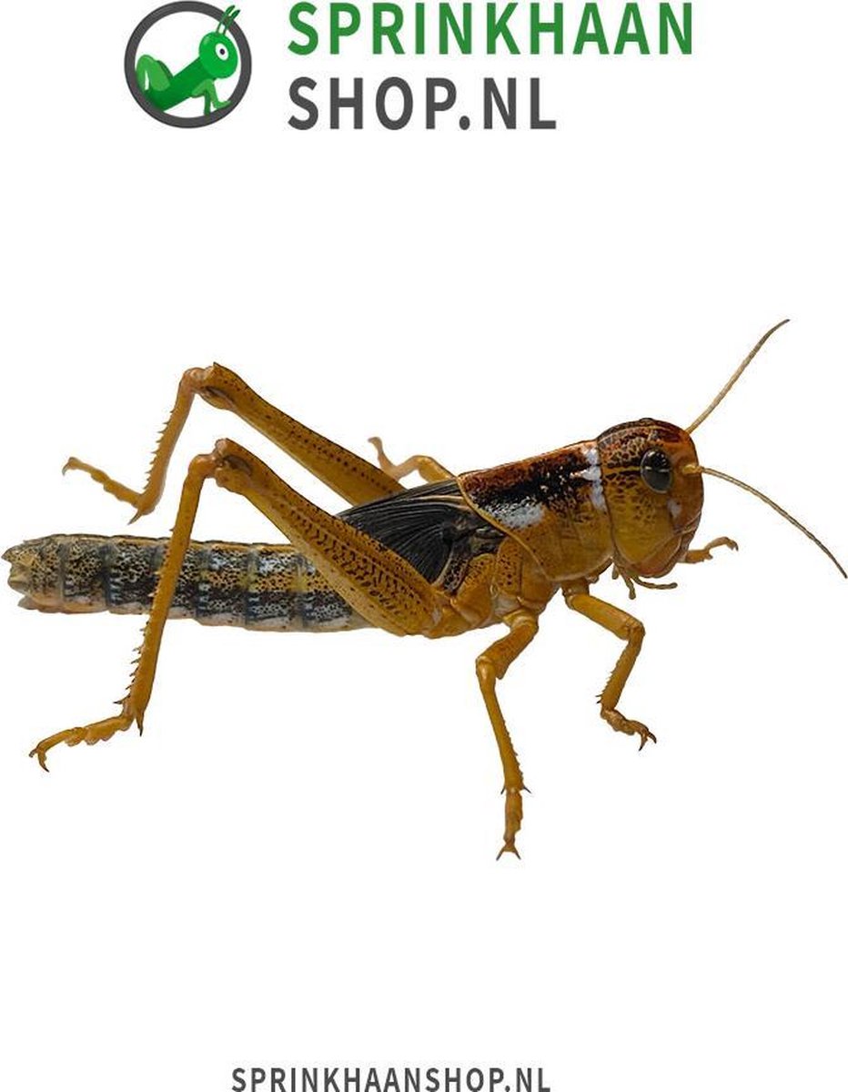 Sprinkhaan levend (10 STUKS) | Kleine levende sprinkhanen voor ...