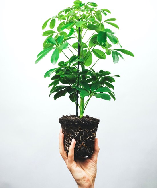 Schefflera compacta 'Nora' sur tige tressée - ↑ 20-60 cm en pot ...