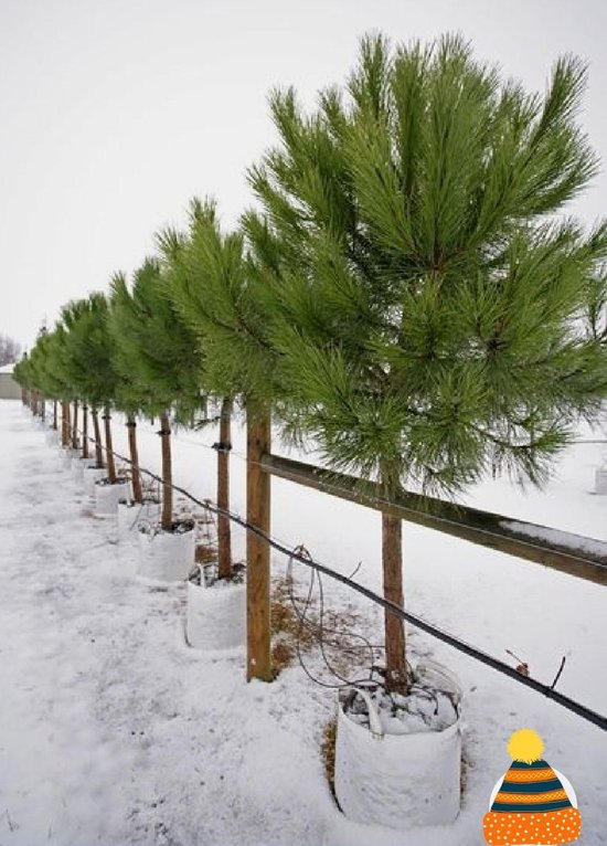 Pinus Pinea op stam 140/150 cm. Het hele jaar de warme uitstraling van ...