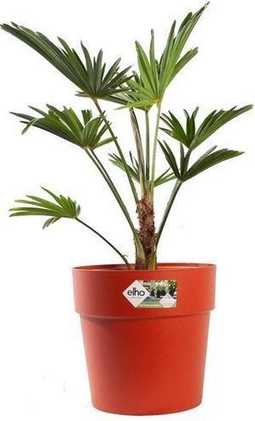 Wagner Palm met pot(TRACHYCARPUS WAGNERIANA) | bol.com