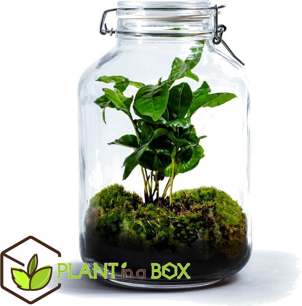 Plant in a Box – Ecosystem Jar – Coffea Arabica - Pot ⌀18 cm -Hoogte ↕ ...