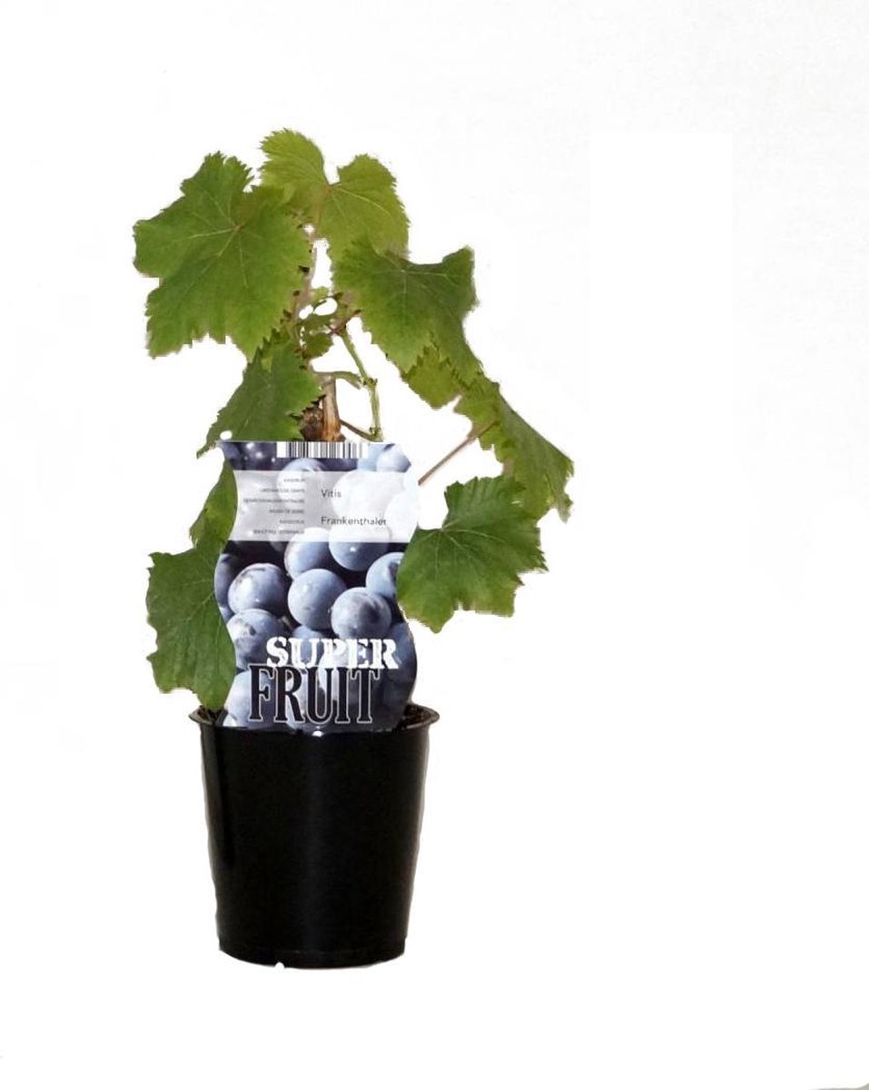 Blauwe Druivenplant - Mika | bol