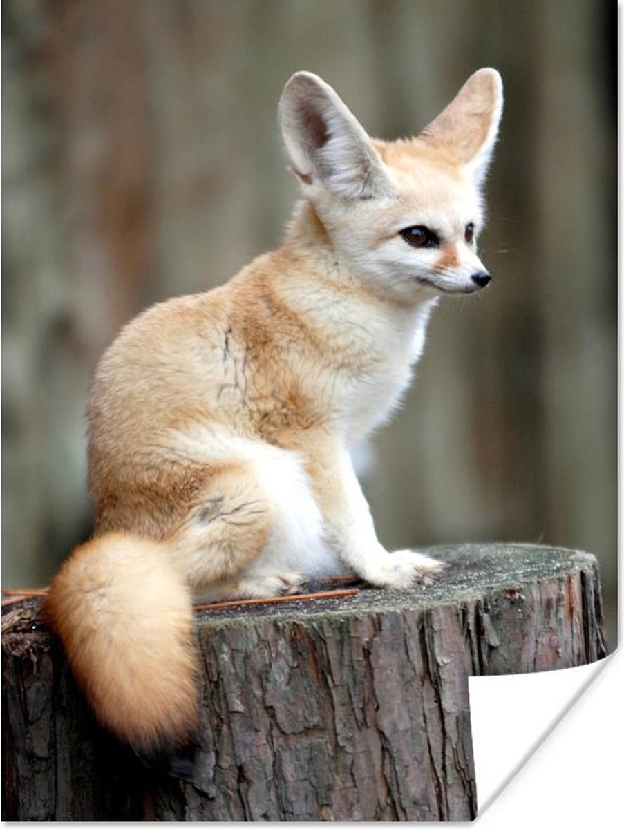 Schattige Fennek op een boomstam Poster 120x160 cm - Foto print op Poster... | bol.com