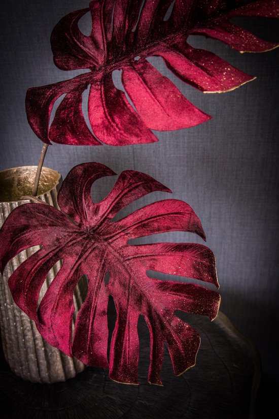 PTMD leaves plant bordeaux velvet monstera blad | bol.com