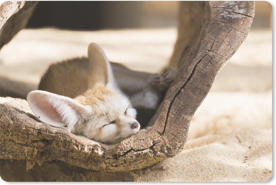 Bureau mat - Woestijnvos slaapt in holle boomstam - 60x40 | bol.com