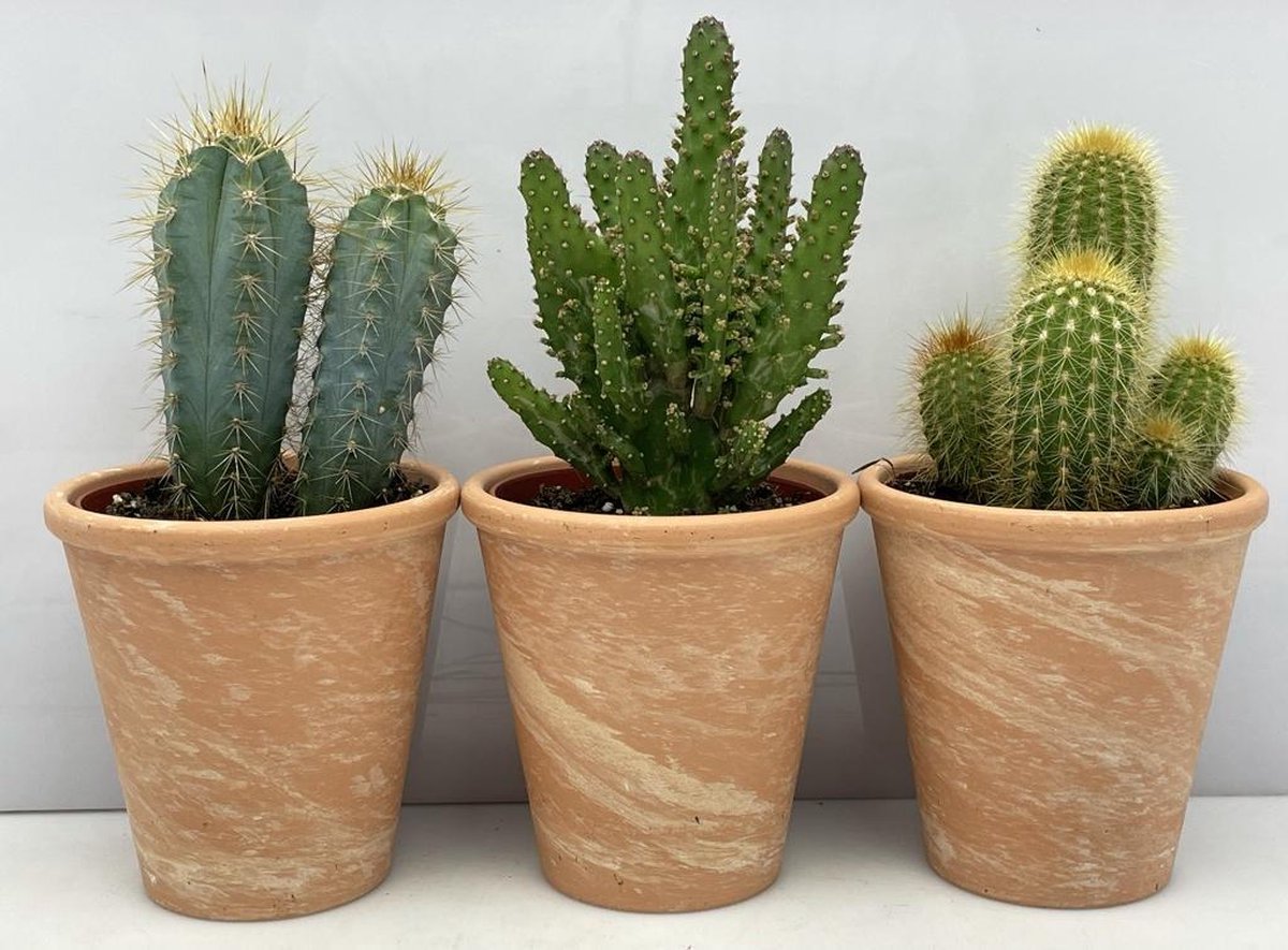 Cactus- Cactus palen mix 3 soorten-8.5 cmØ- marmeren pot- Opuntia Tuna ...