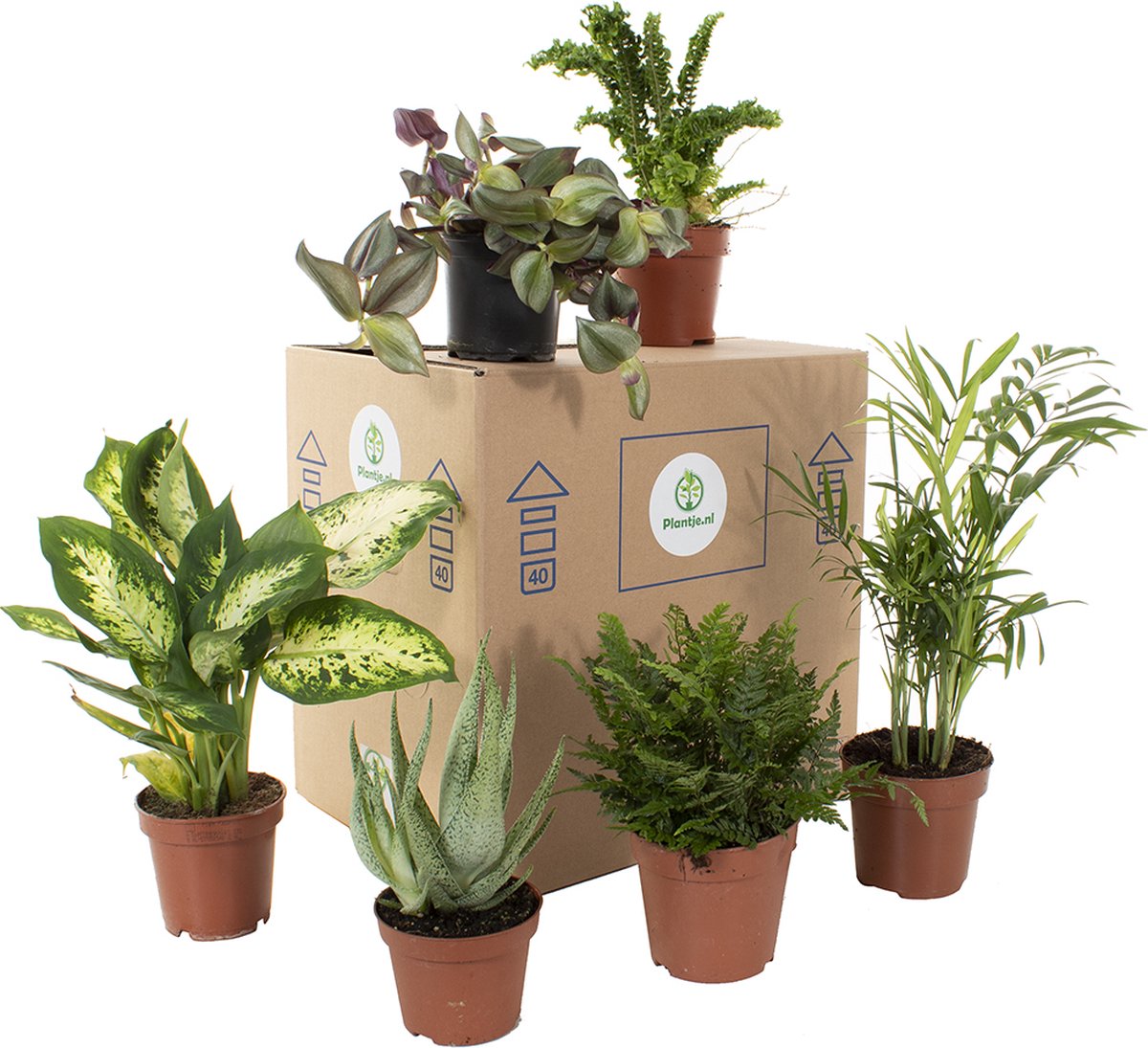 Natuurplant - Planten box | bol.com
