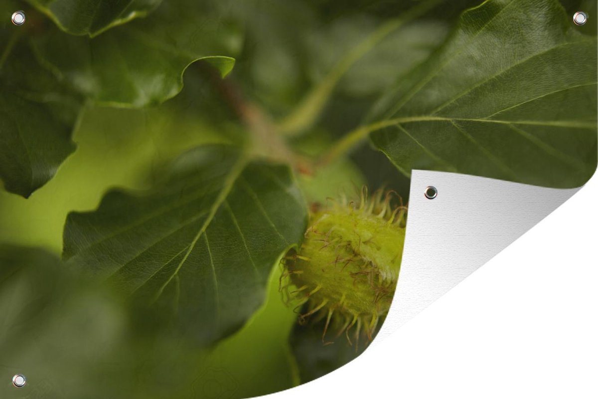 Tuinposters buiten Groene beukennoot nog in de schil aan de boom ...
