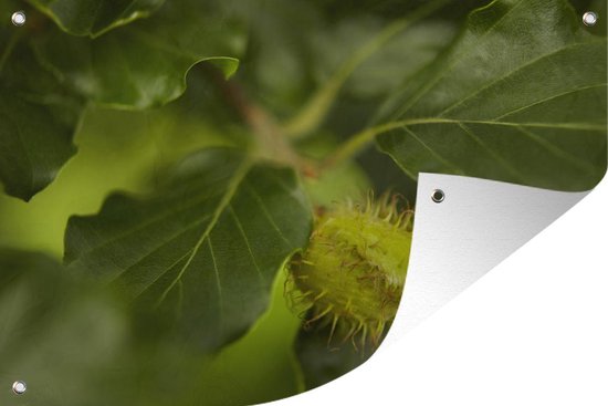 Tuinposters buiten Groene beukennoot nog in de schil aan de boom ...