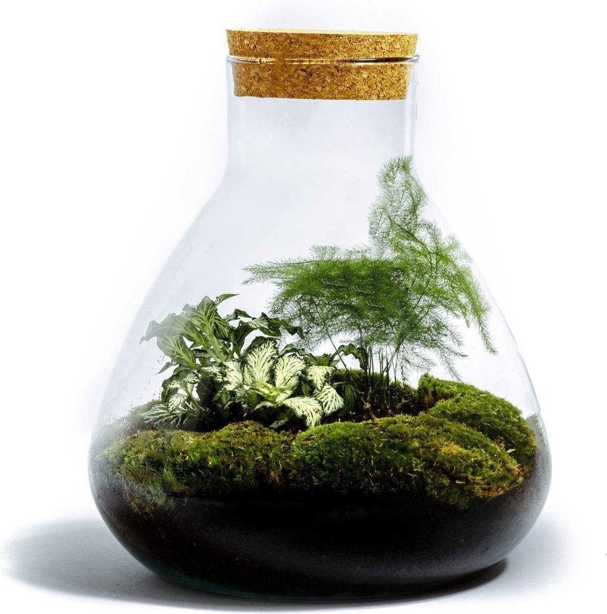 bol.com | Growing Concepts Erlenmeyer Medium terrarium - Botanische planten 26cm / 22cm / Glas
