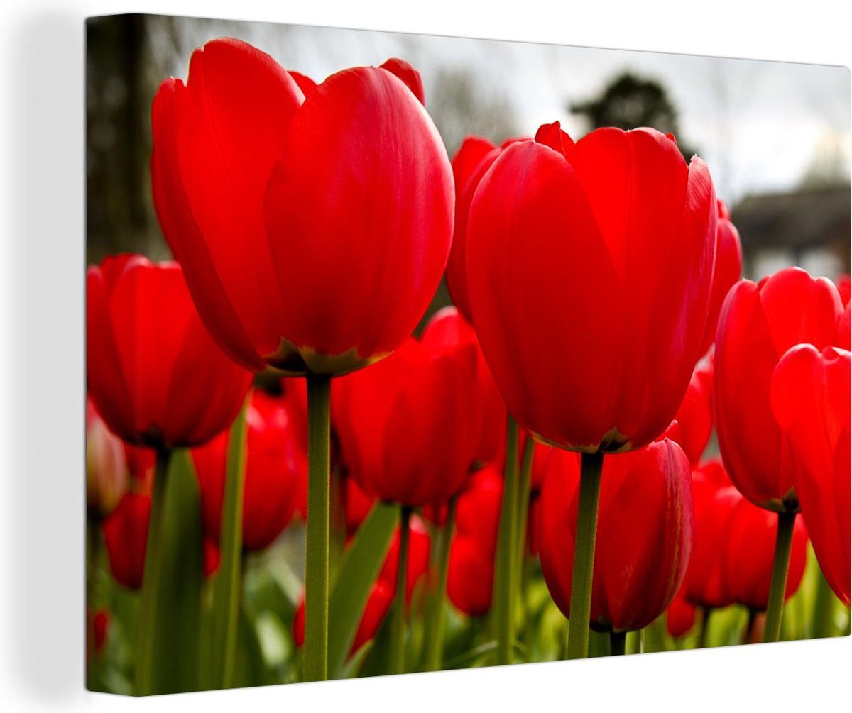 Canvas Schilderij Close-up van rode tulpen - 60x40 cm - Wanddecoratie ...