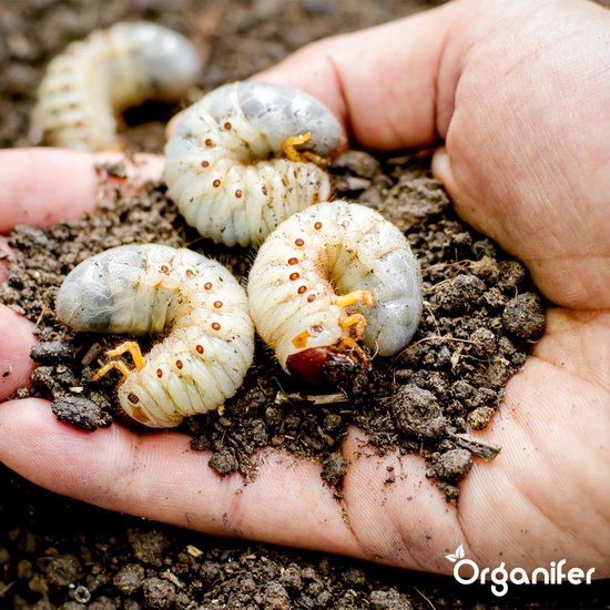 Organifer Grass Insects Concentraat - 5 liter voor 1250m2 - Toepasbaar ...