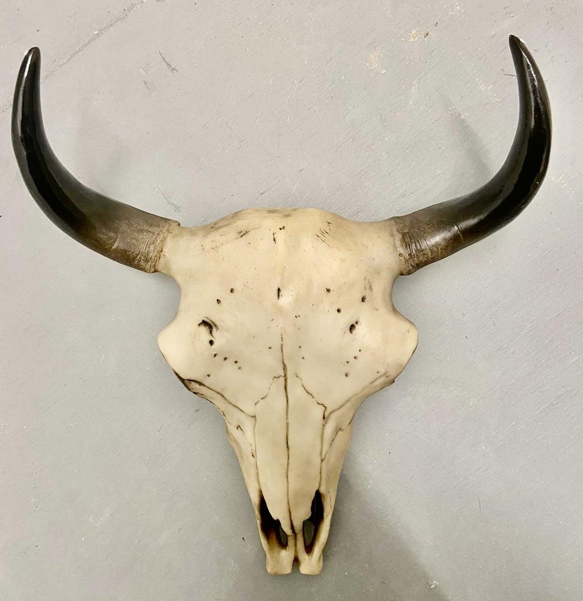 JMS - Skull - schedel - buffel - woondecoratie - ibiza - koe - hoorns ...