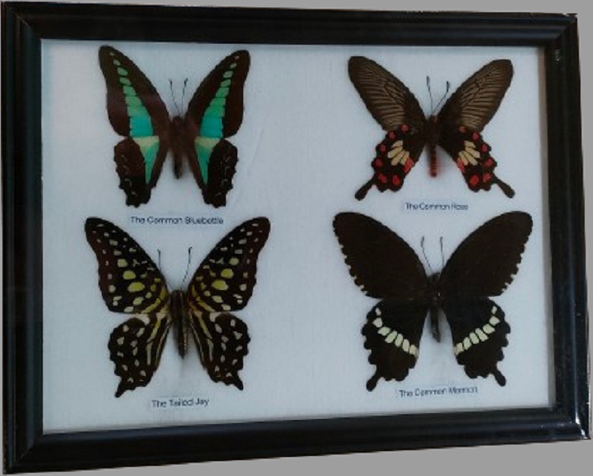 Vlinder vlinders opgezette vlinders insect fotolijst insecten | bol