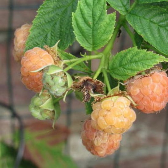 Rubus id. 'Golden Everest' - Gele framboos, Herfstframboos struik in ...