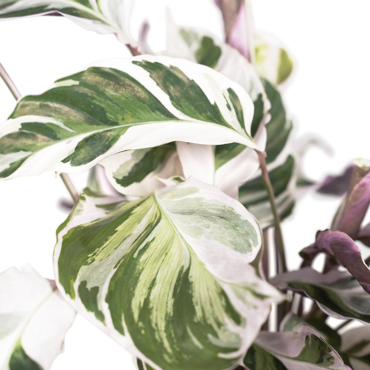 Calathea – Marantaceae (Calathea Fusion White) met bloempot – Hoogte ...