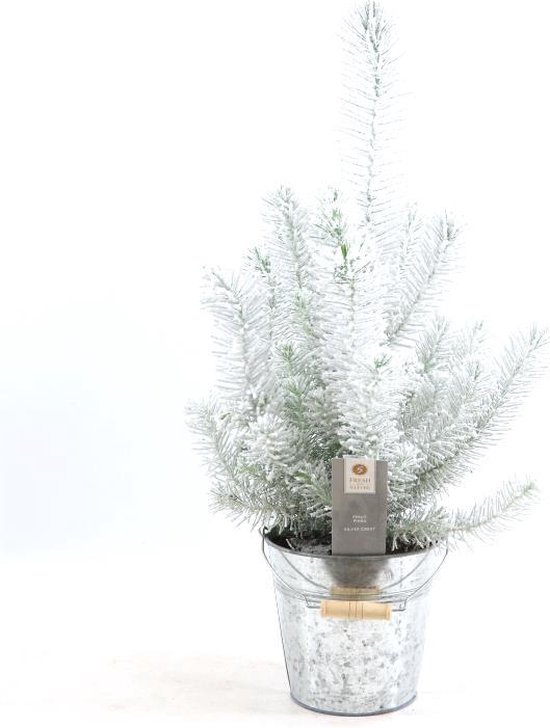 Naaldboom – Den (Pinus) met bloempot – Hoogte: 50 cm – van Botanicly | bol