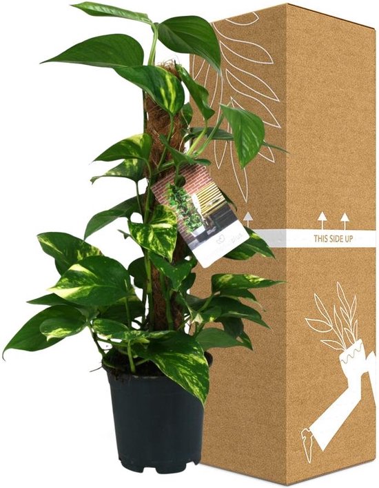 Groene plant – Epipremnum (Scindapsus Epipremnum) – Hoogte: 50 cm – van ...