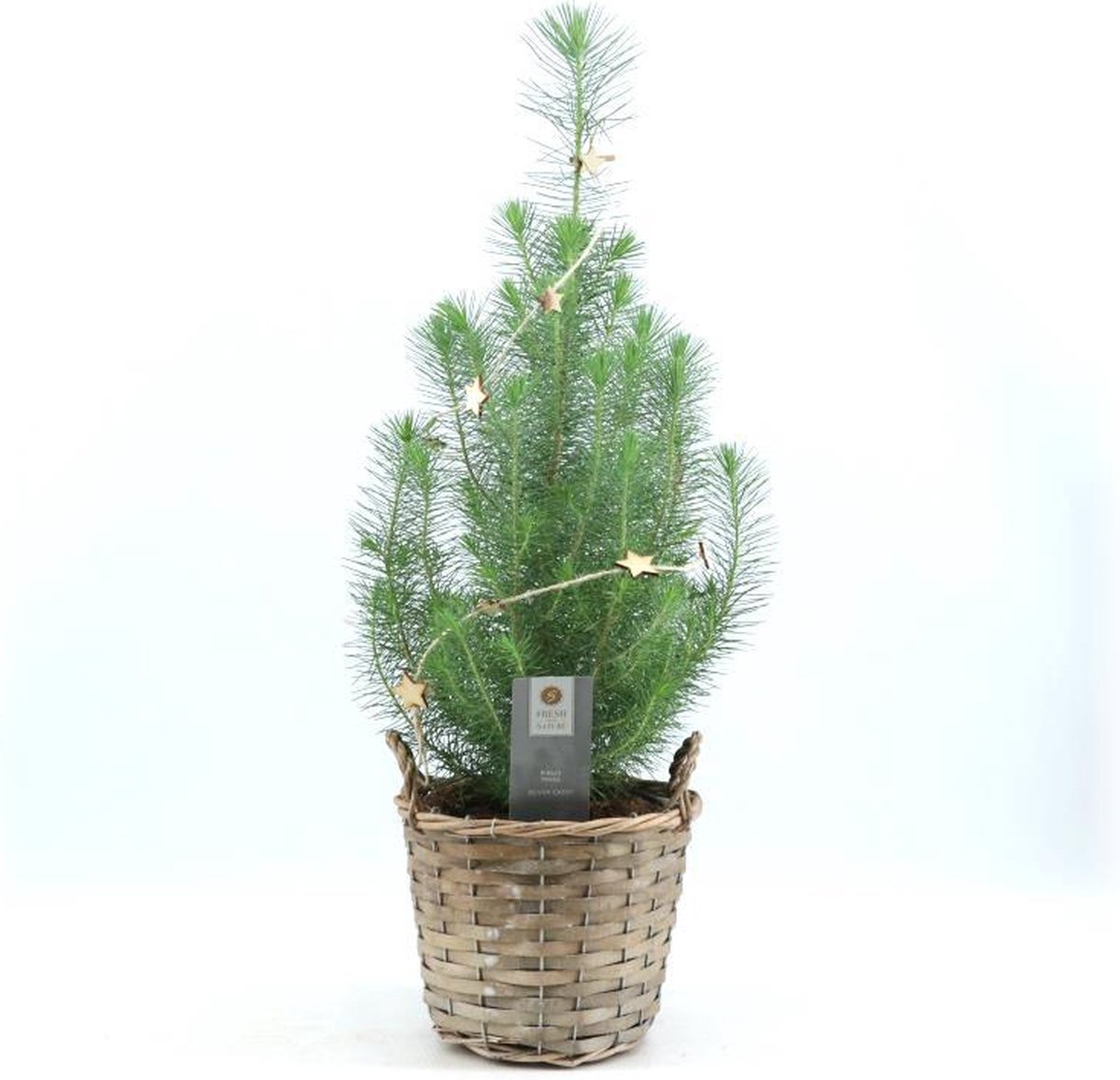 Naaldboom – Den (Pinus) met bloempot – Hoogte: 50 cm – van Botanicly | bol