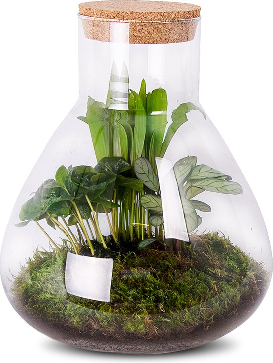 WL Plants Terrarium Set - Areca, Coffea, Calathea - Terrarium Plant Doe ...