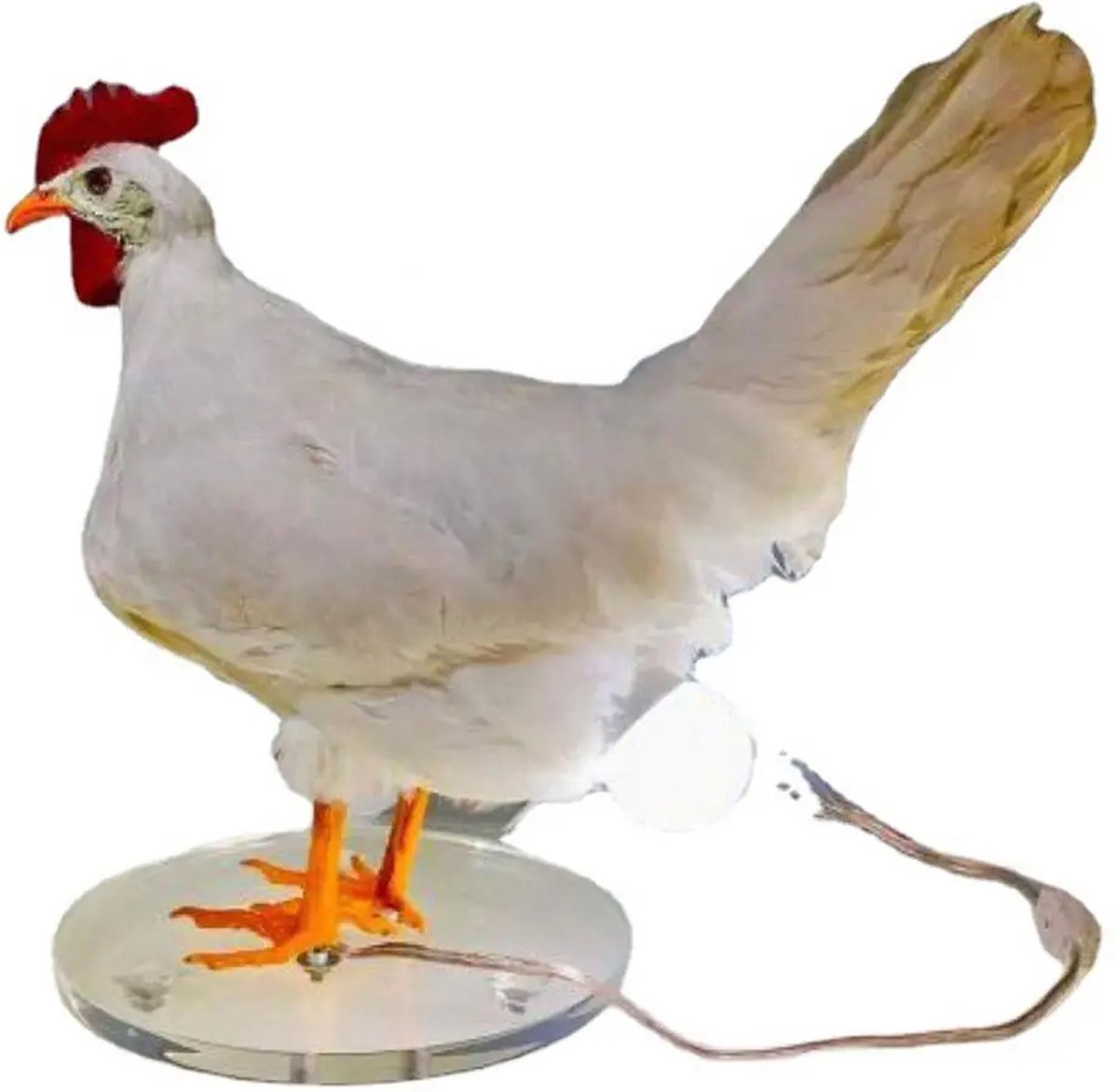 Leuke kip lamp - USB - Tafellamp - Ei leggen - Licht - Bureau ...