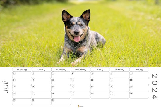 XL 2024 Kalender - Jaarkalender - Australian Cattledog | bol