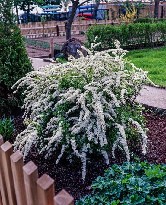 Arbustes de haie - Un ensemble 1 - Spiraea arguta - (10L) 80-100 cm | bol