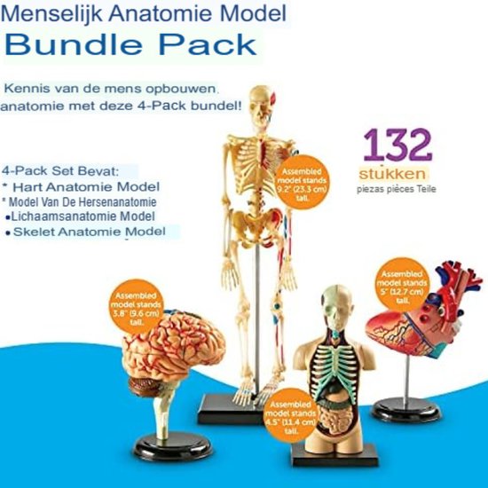 Anatomie Model - Anatomisch Model - Anotomie Torso - Anatomisch Skelet ...