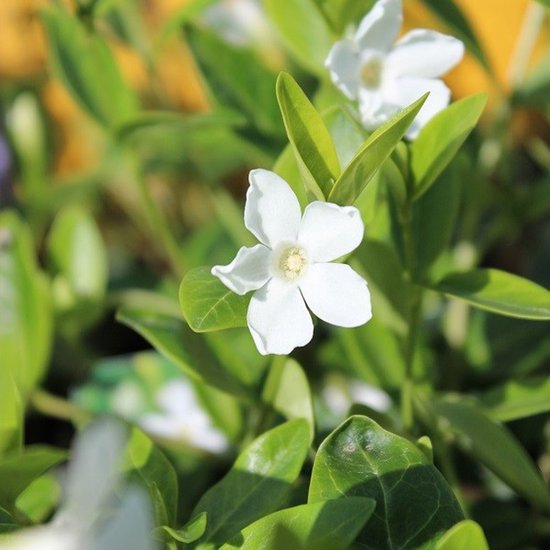 24 x Kleine maagdenpalm 'Alba' - Vinca minor Alba pot 9x9cm, voor 3m² ...