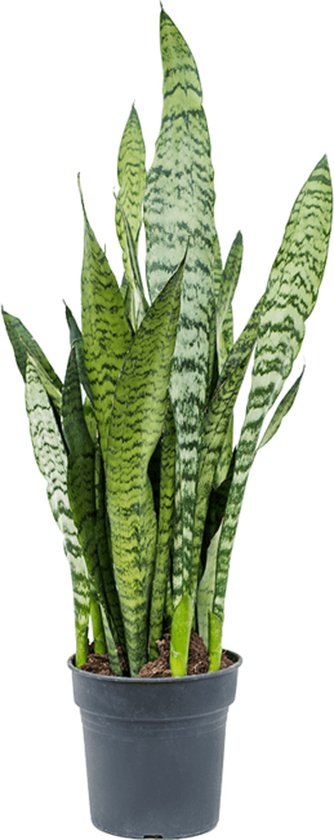 Goed & Groen - Sansevieria Zeylanica -↨ 70cm - Potmaat 21 - Kwaliteit ...